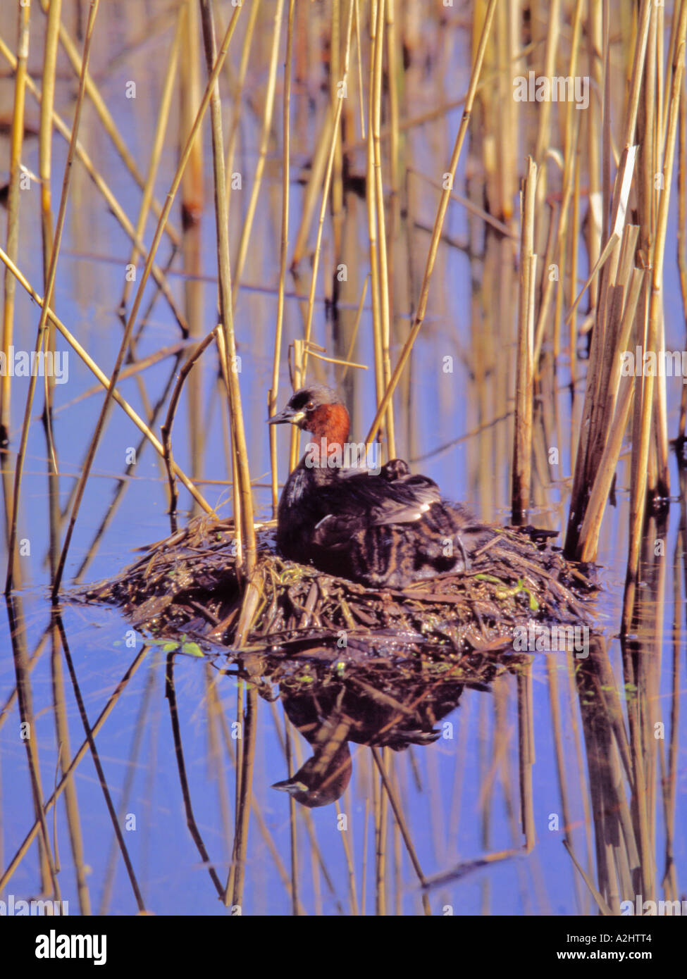 Little Grebe on floating nest with chicks Surrey England April Stock ...