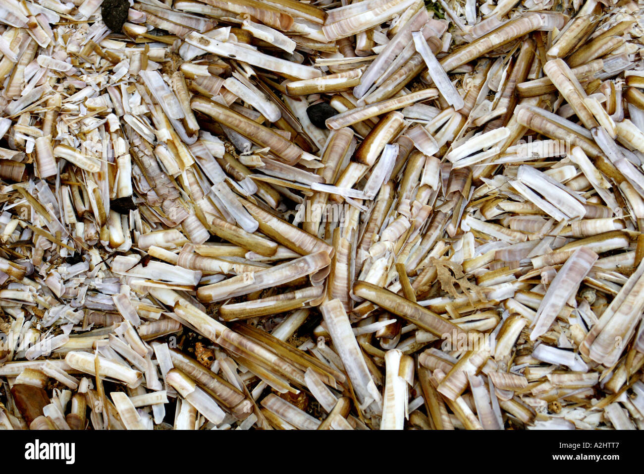 Pod razorshells hi-res stock photography and images - Alamy