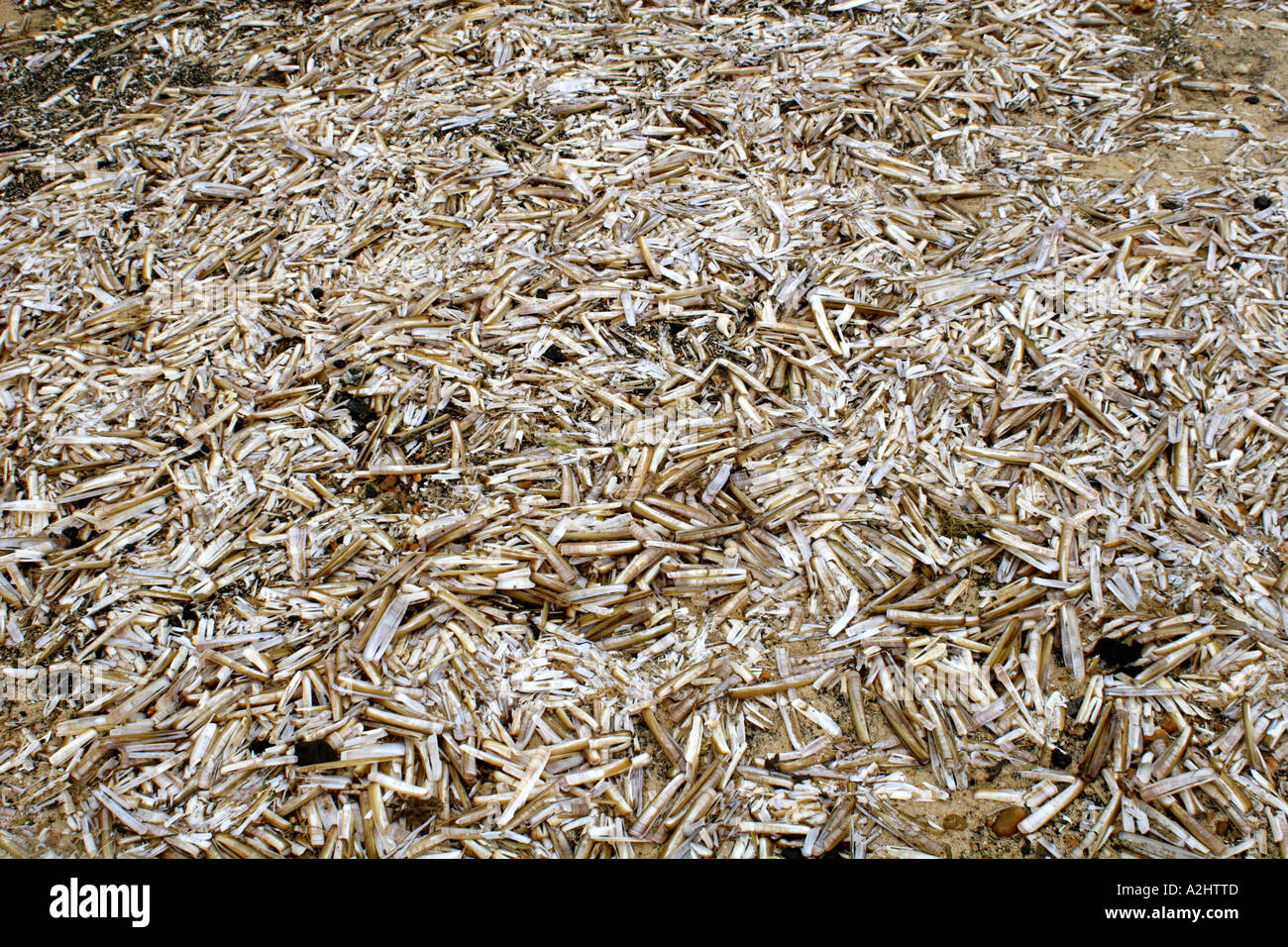 Masses of Pod Razorshells, Ensis siliqua, washed up along strandline on ...