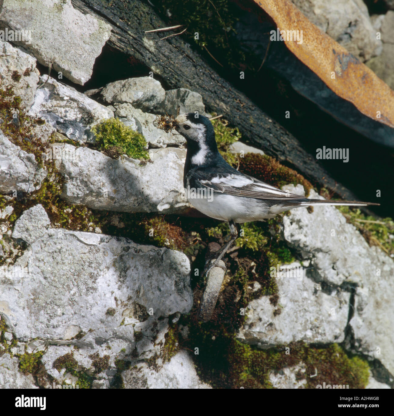 Pied Wagtail carrying food for young in nest stone wall Surrey England ...