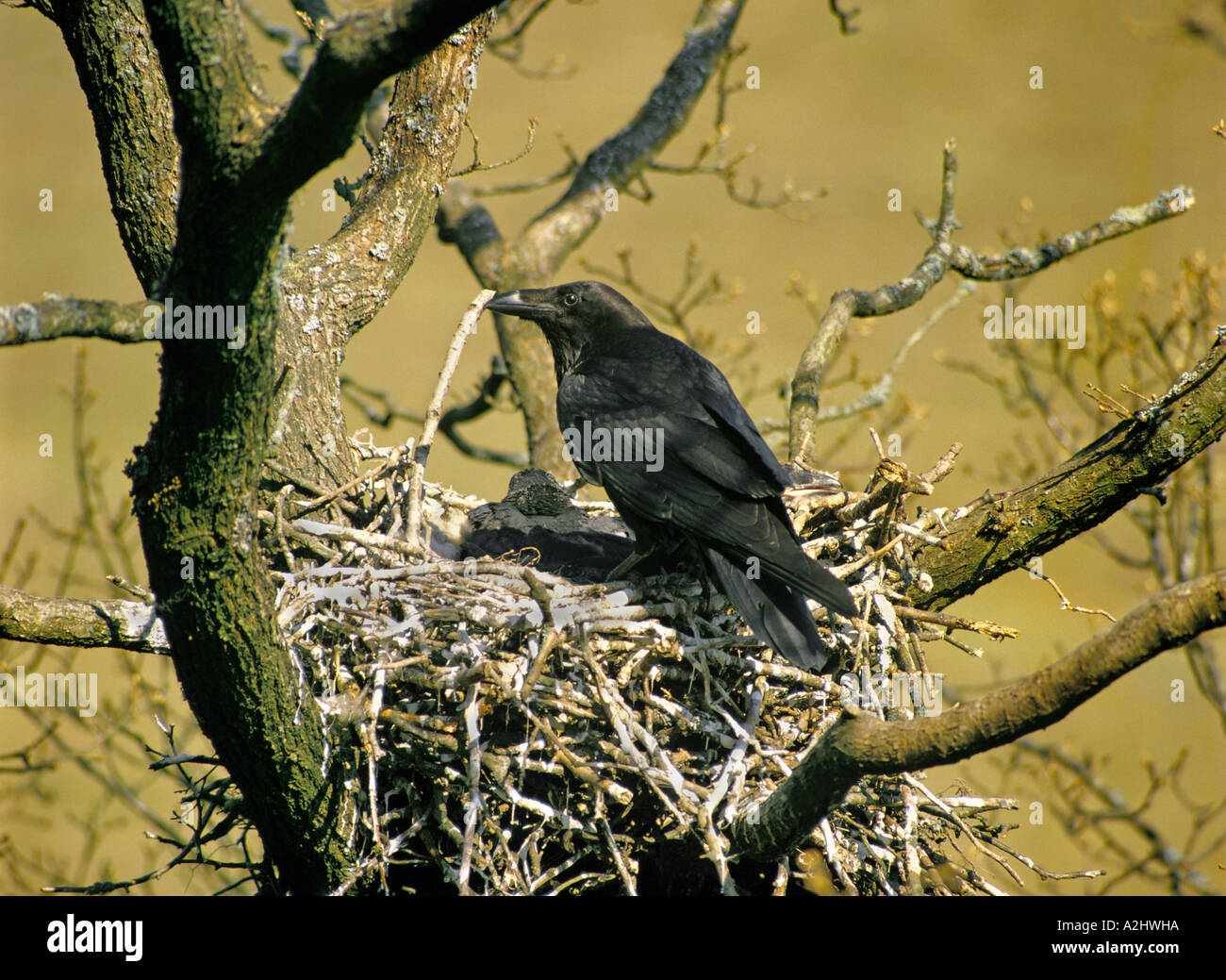 Adult Raven at nest with young Wales June Stock Photo - Alamy