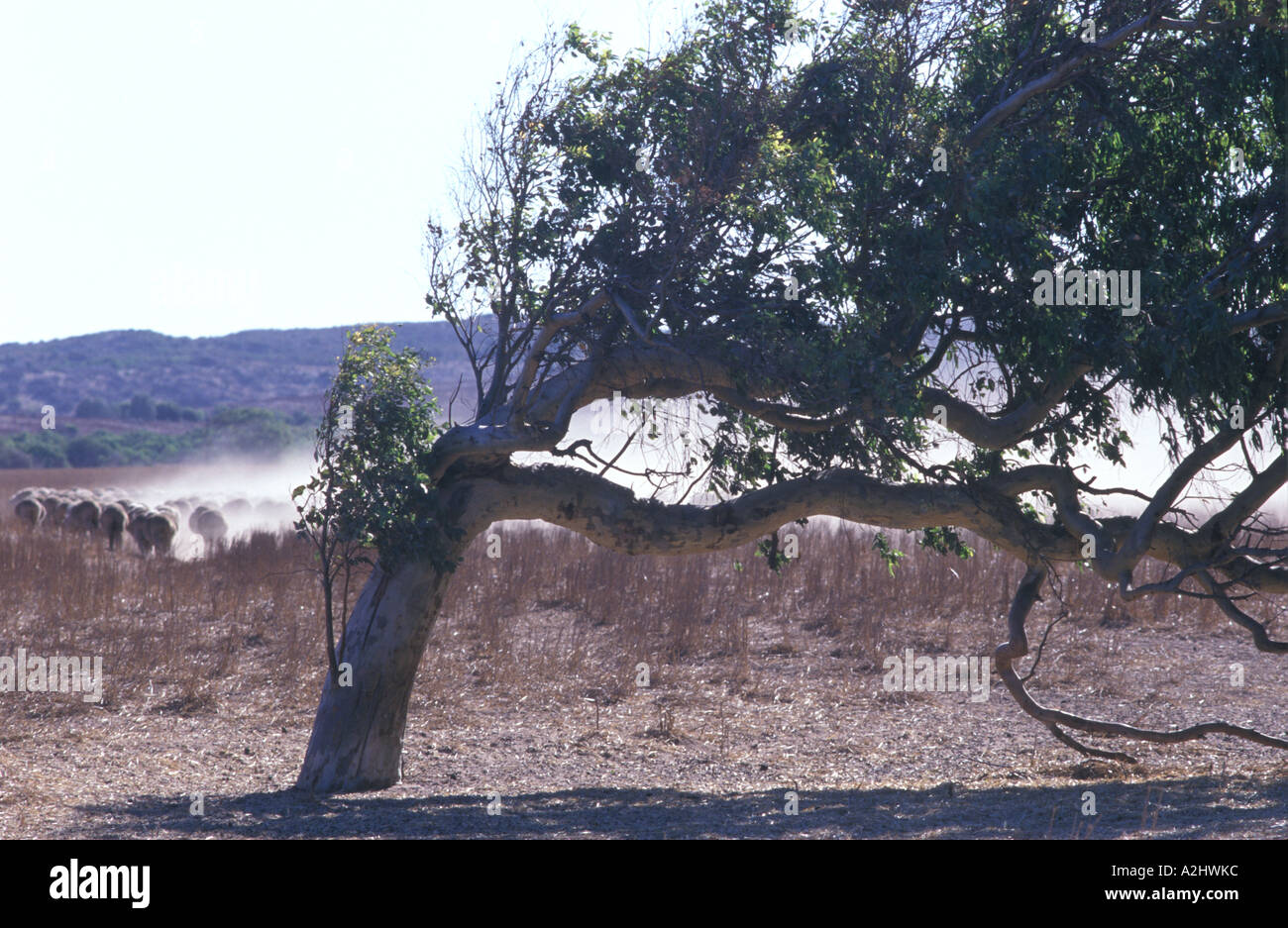 Famous wind swept trees near Greenough Mid Western Australia 2 blue ...
