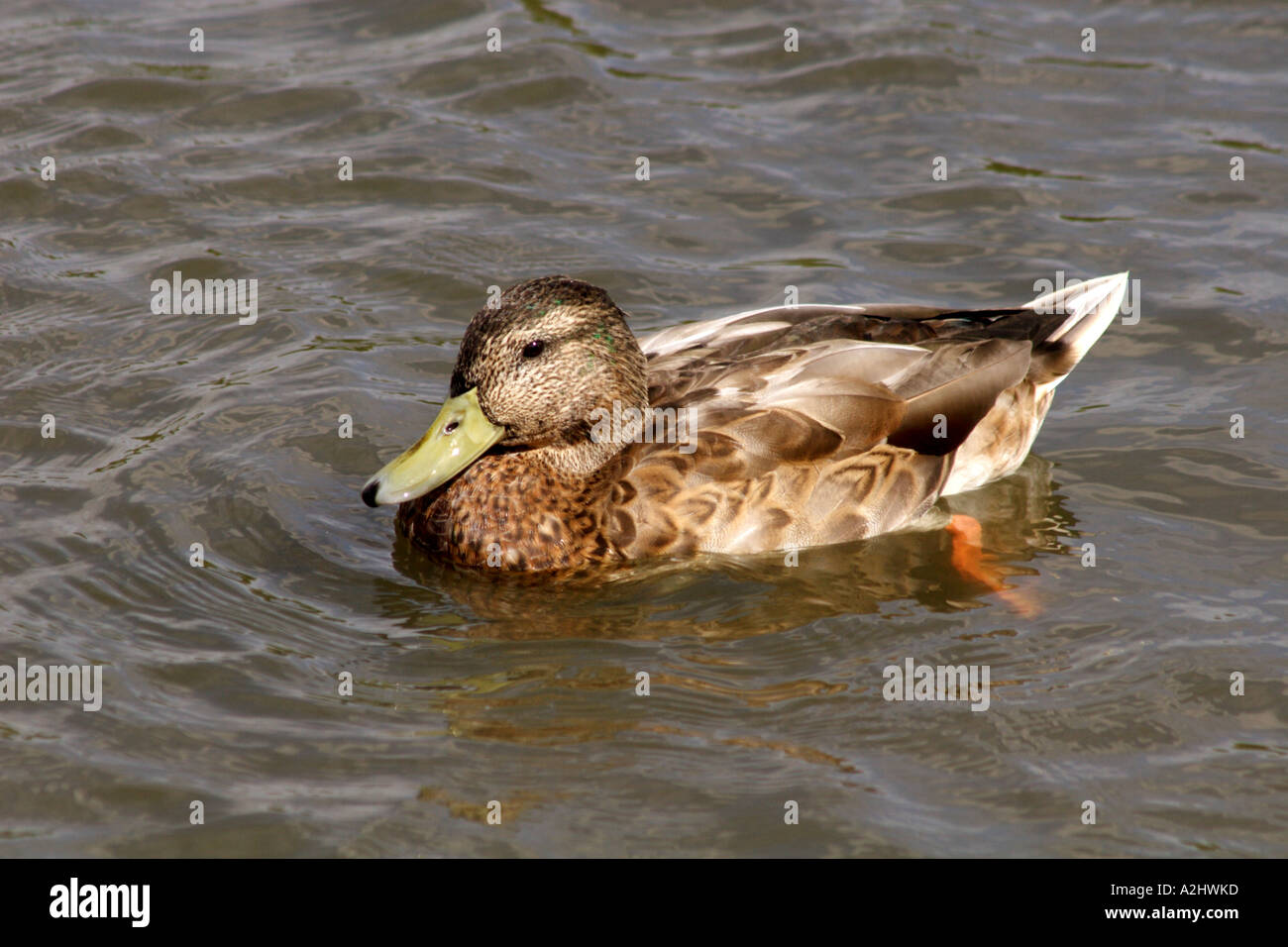 Mallard Anas platyrhynchos Male with eclipse plumage, Summer, UK Stock ...