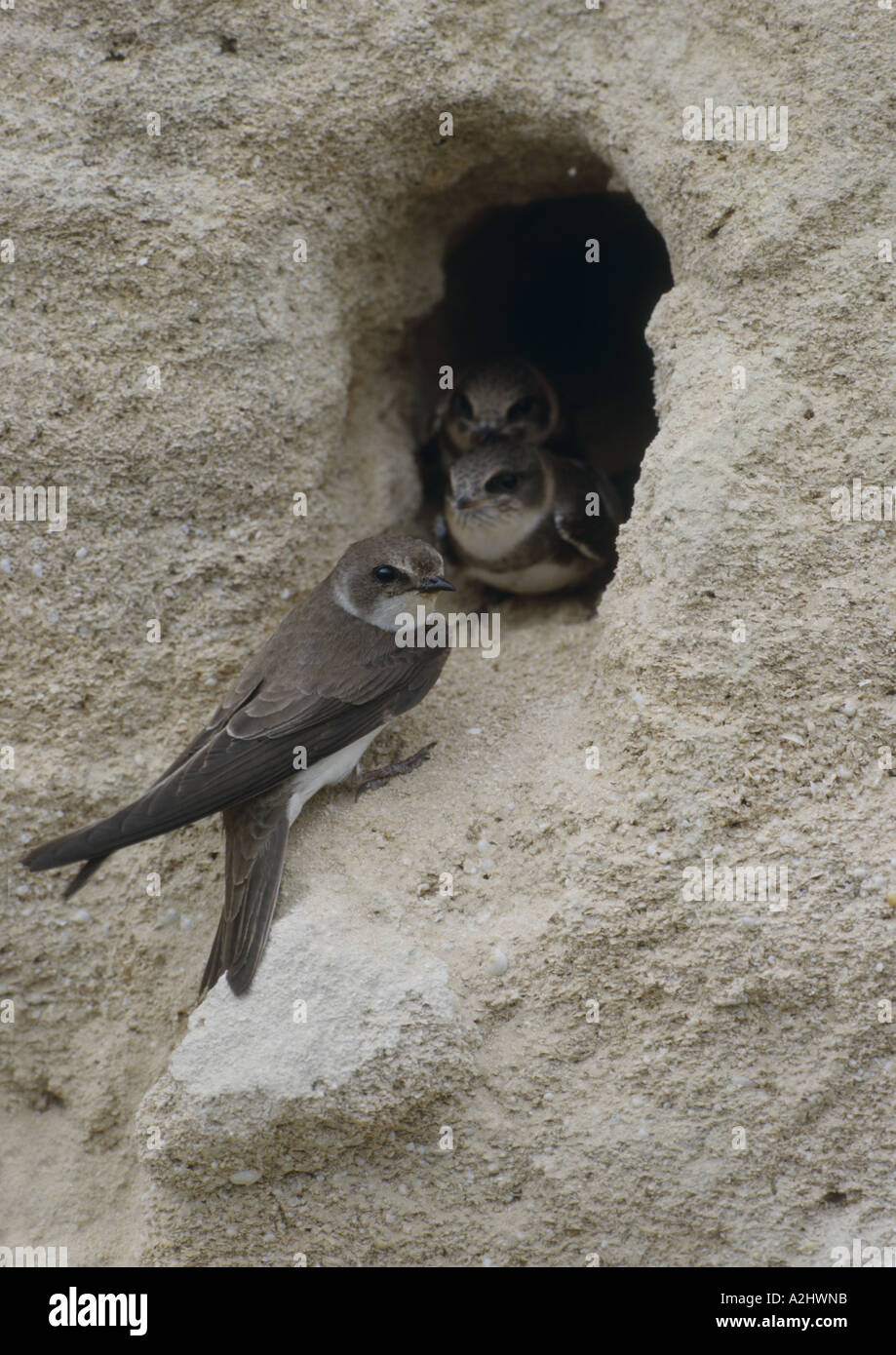 Sand Martin with young showing at nesting hole in sandy bank of gravel ...
