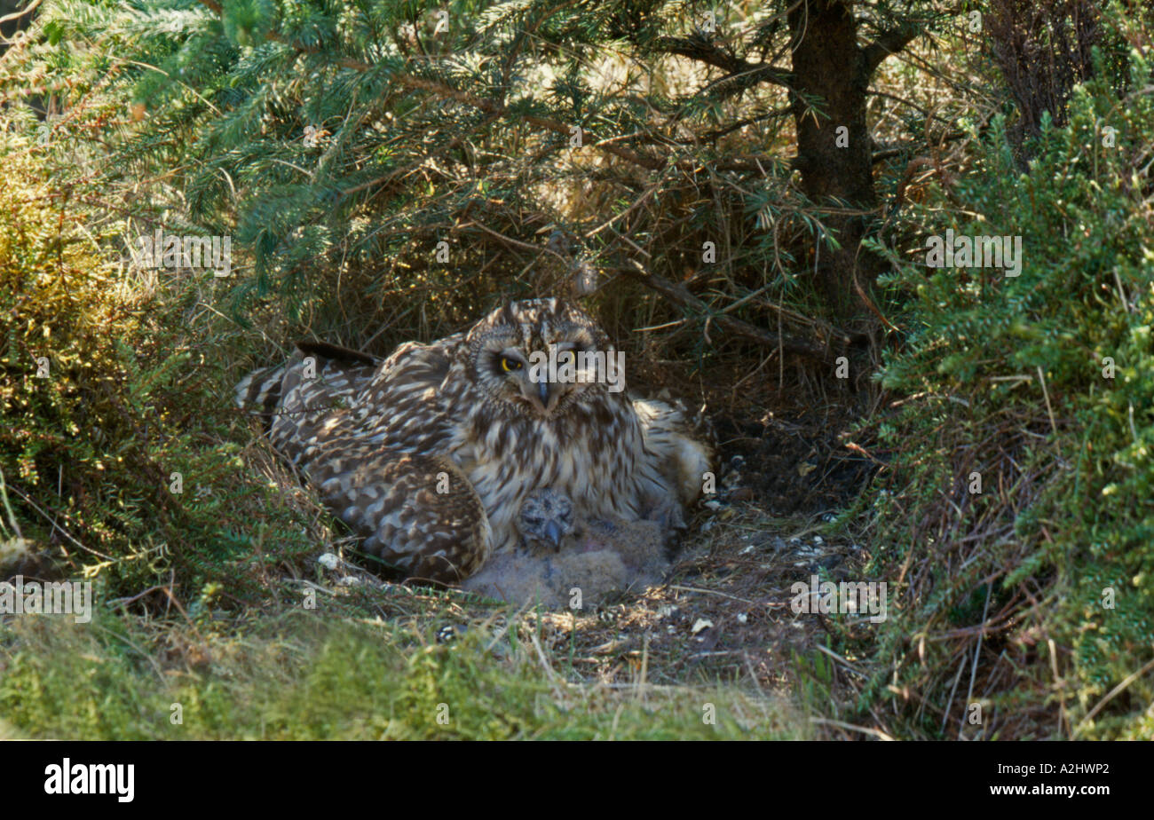 Short-eared Owl. Female at nest brooding young chick in down On ground ...