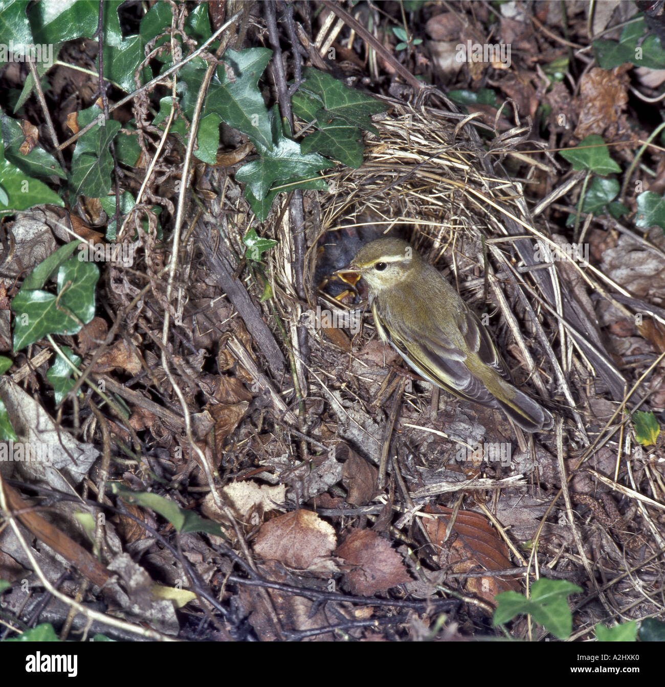 Phylloscopus sibilatrix nest hi-res stock photography and images - Alamy