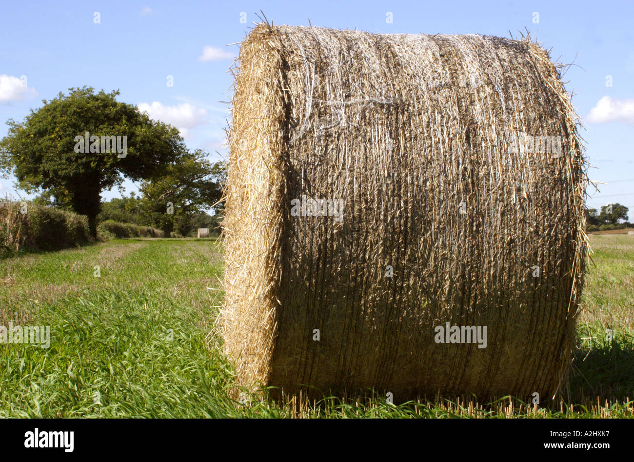 Horse bedding bale hi-res stock photography and images - Alamy