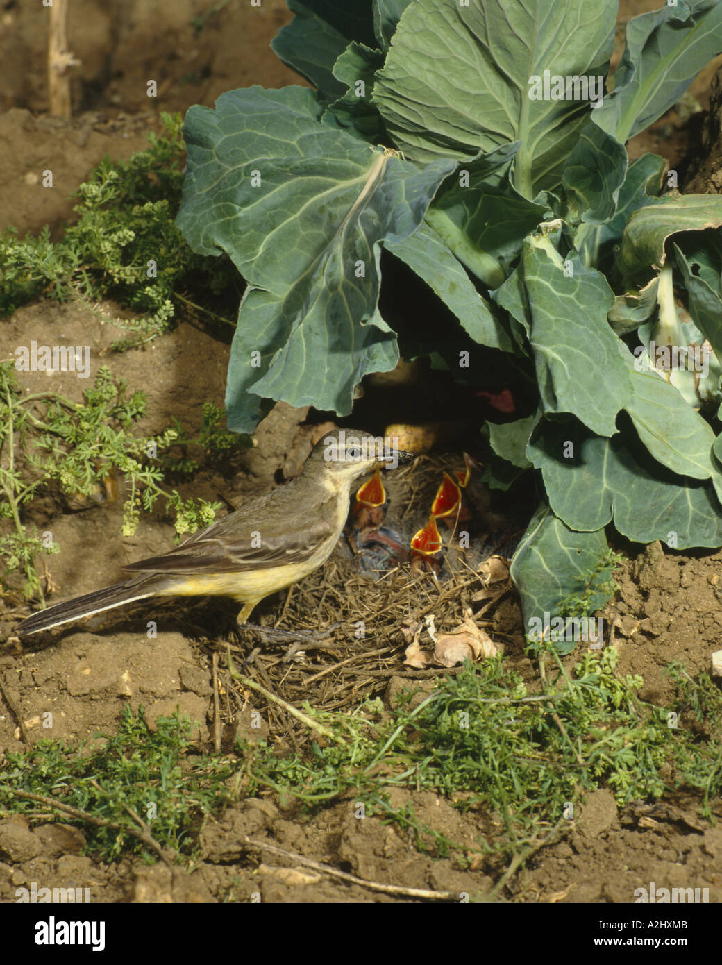 Female Yellow Wagtail at nest in spring greens feeding young Surrey ...