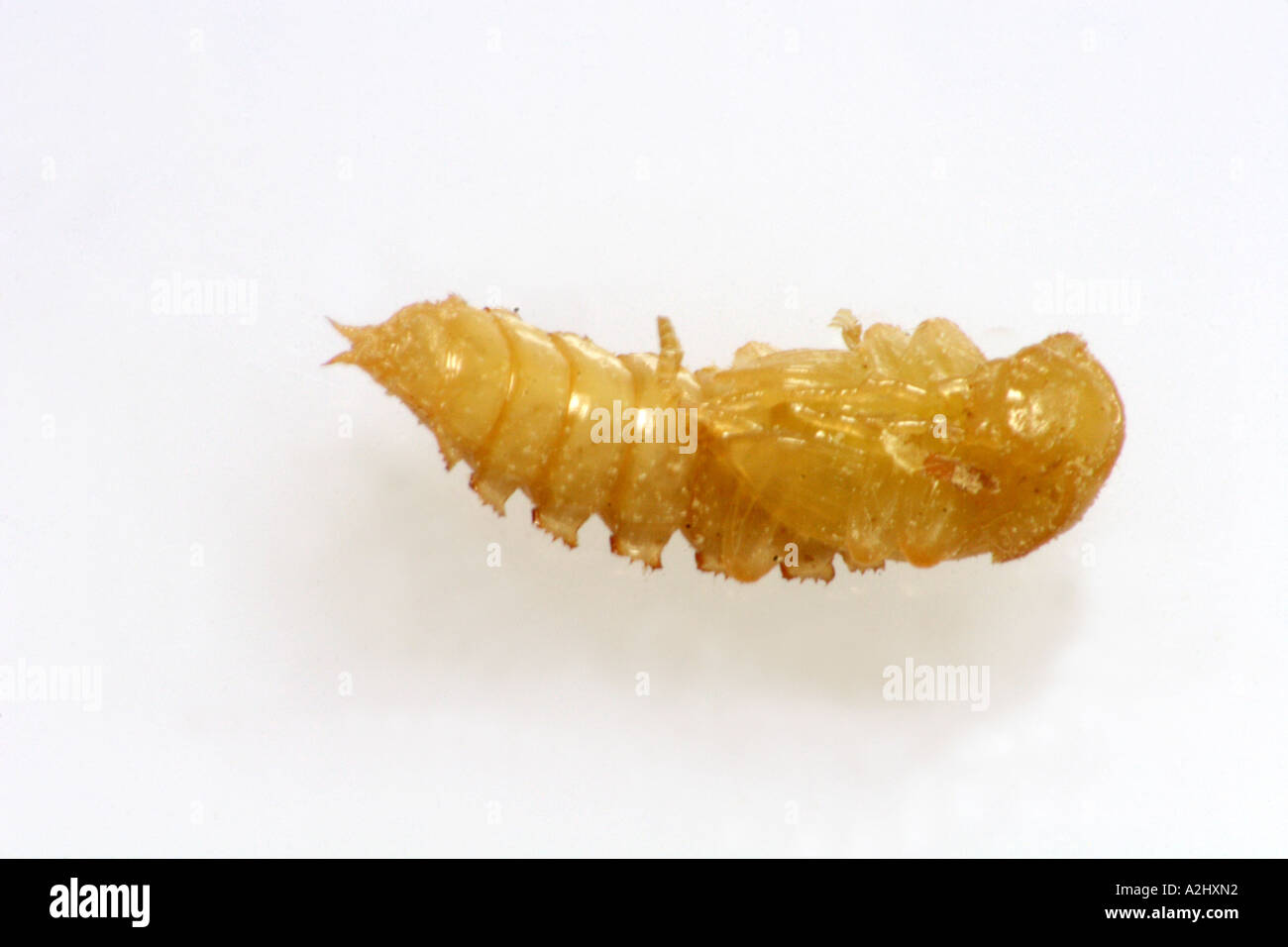 Darkling beetle larva at pupa stage (Tenebrio molitor Stock Photo - Alamy