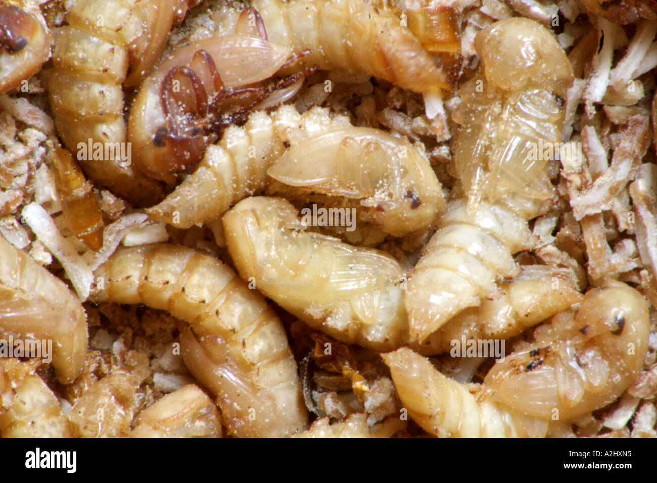 Mealworm larva and pupa hi-res stock photography and images - Alamy