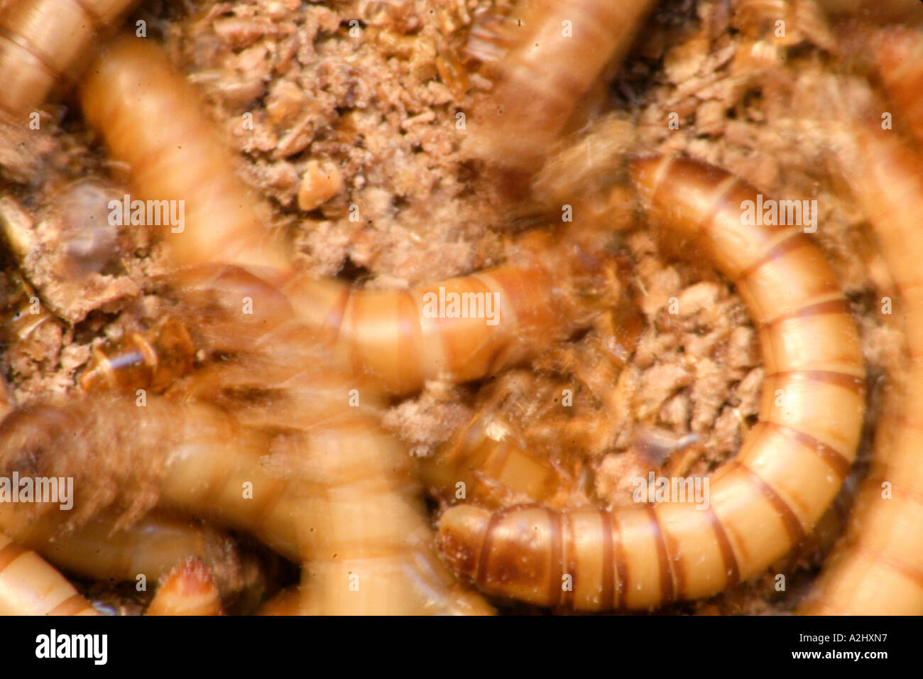 Mealworm Tenebrio molitor Darkling beetle larva Stock Photo - Alamy