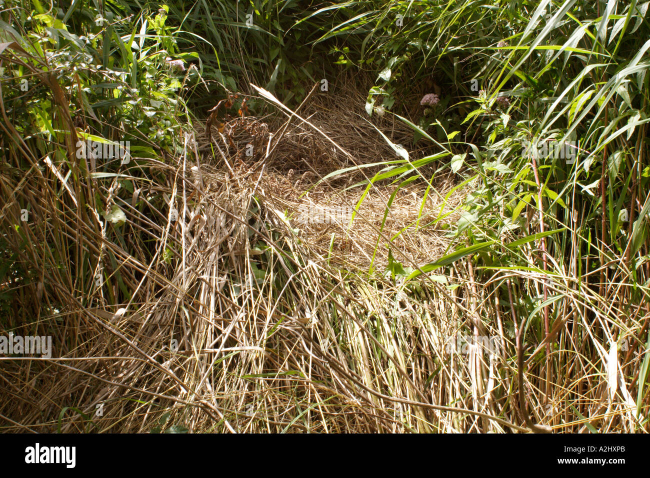 Chinese Water Deer Hydropotes inermis inermis, day nest in reedbed ...