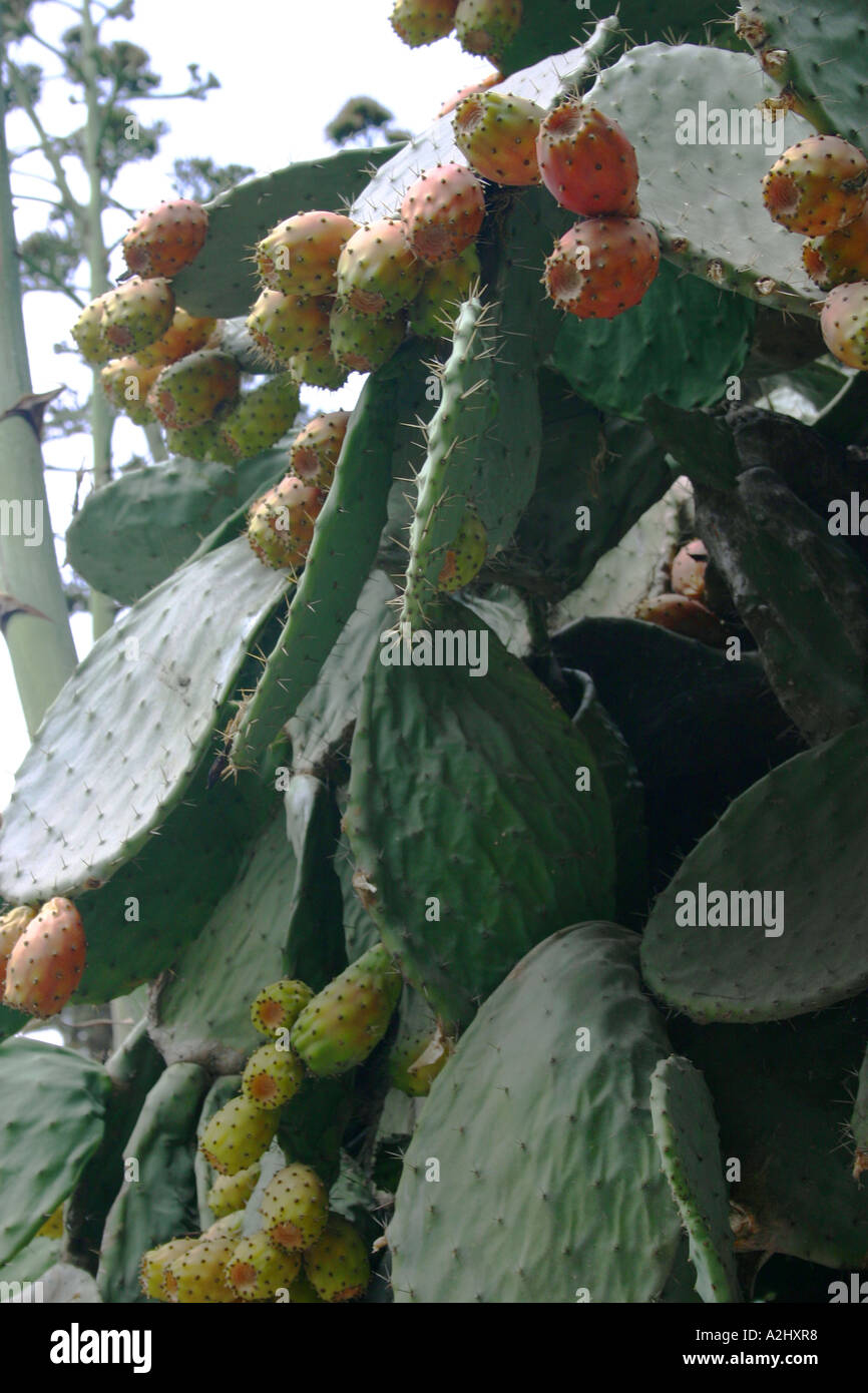 Cactus fruit tunisia hi-res stock photography and images - Alamy