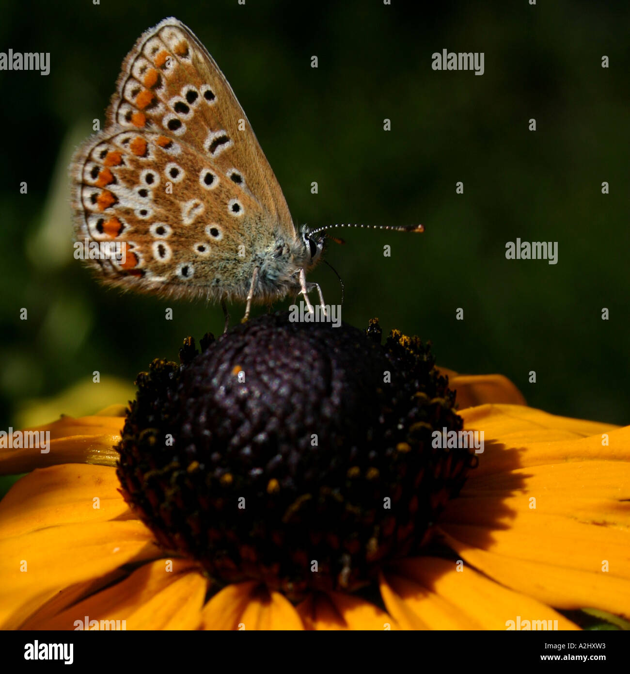 tortoise shell butterfly closed wings on a dwarf musicbox sunflower ...