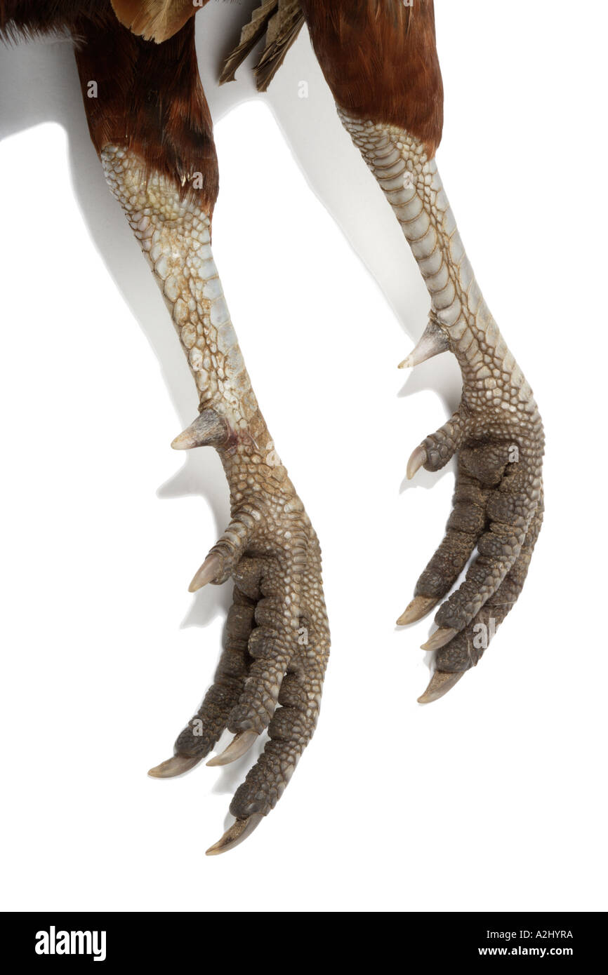 talons of a pheasant Bird's foot Stock Photo - Alamy