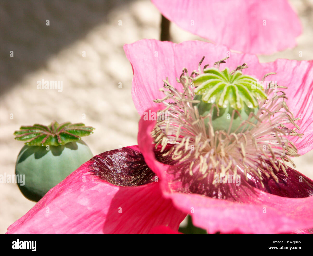 Unusual poppy colour hi-res stock photography and images - Alamy