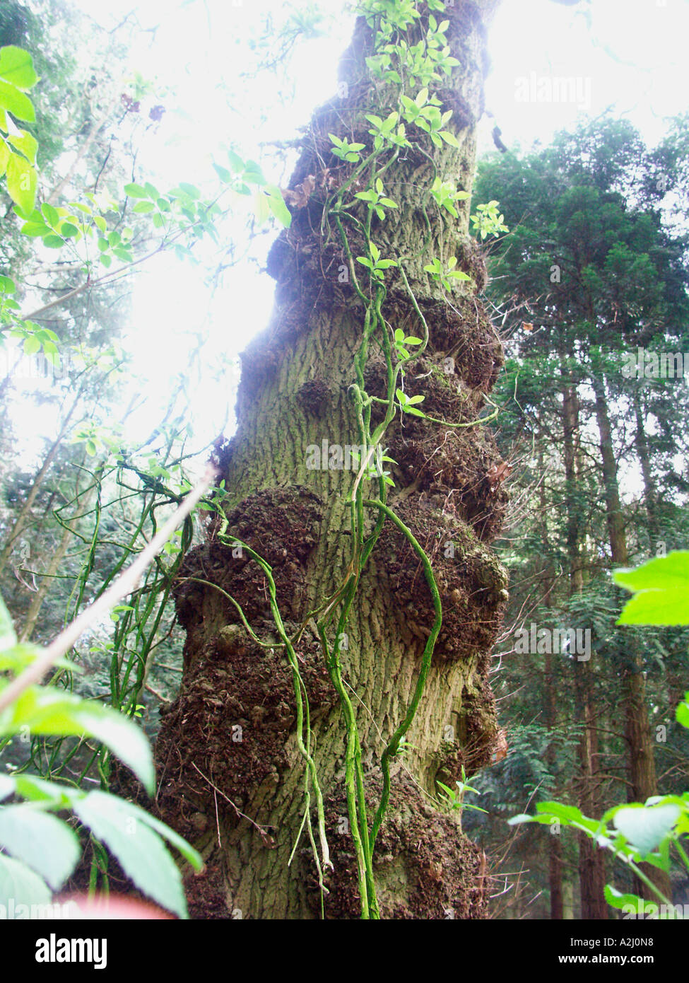 Giant redwoods scale hi-res stock photography and images - Alamy