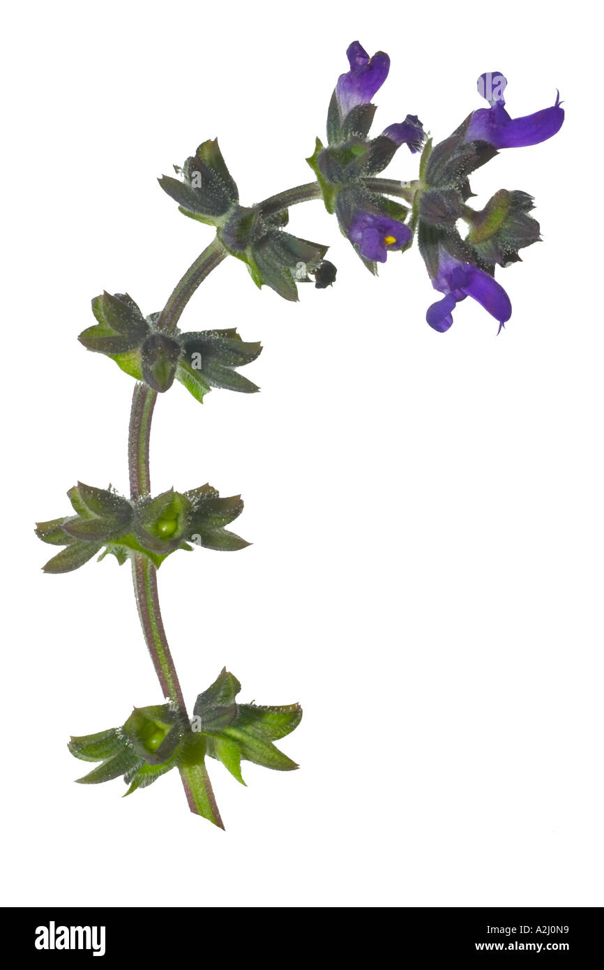 Salvia pratensis cut outs silo hi-res stock photography and images - Alamy