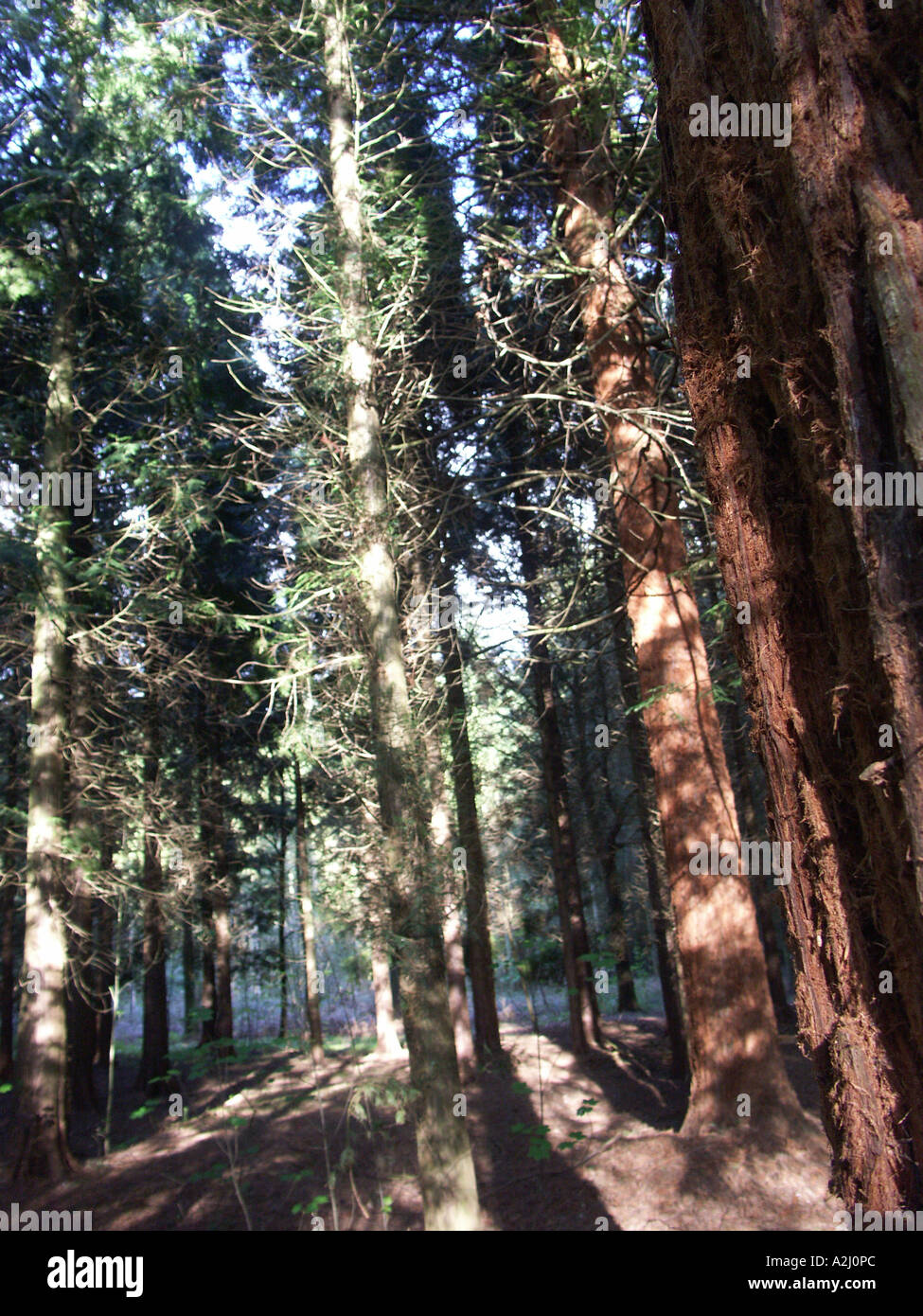 Giant Redwood Sequoiadendron giganteum in private forest Hanley Castle ...