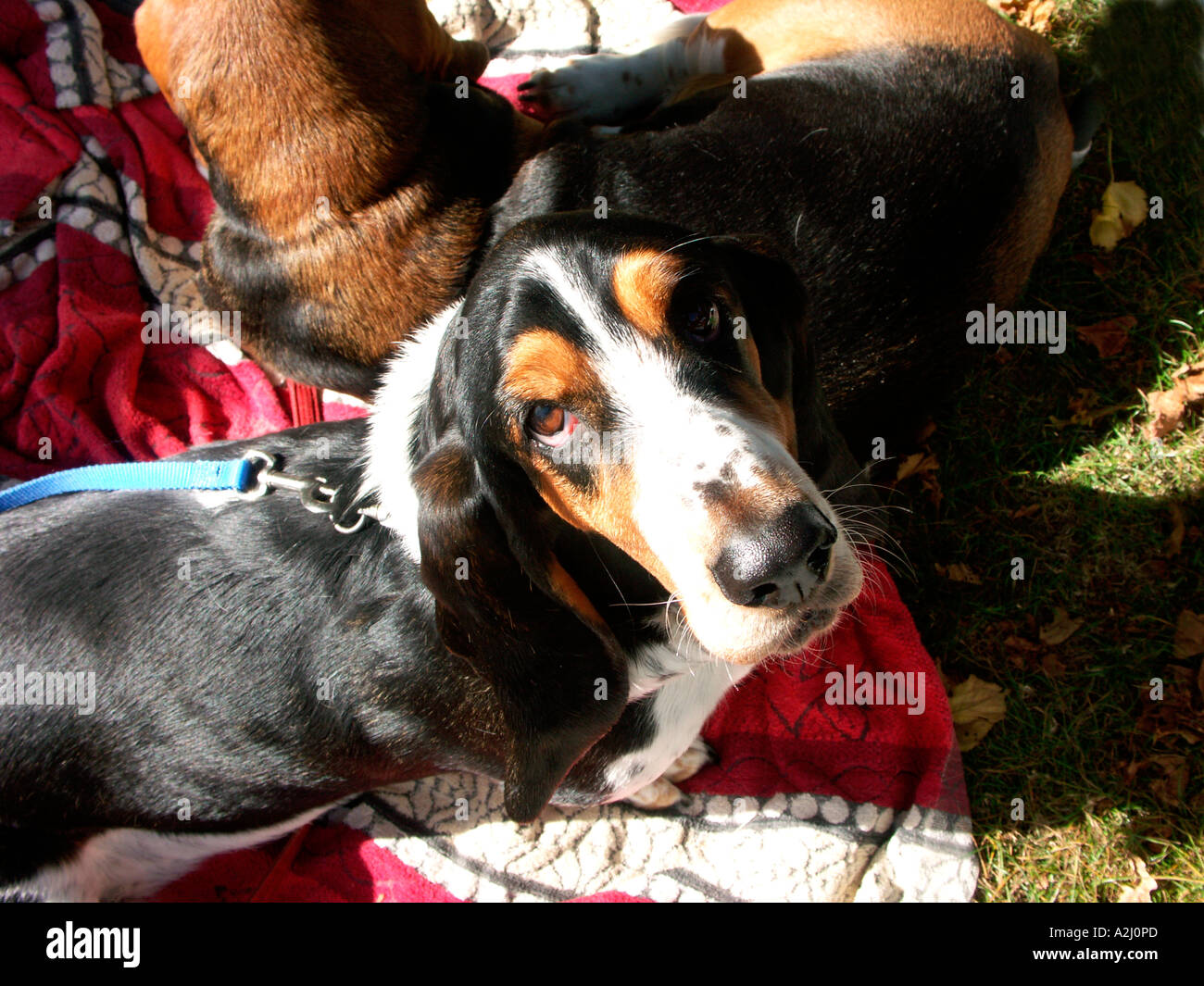 beautiful lady basset hound hanging out at the malvern autumn flower ...