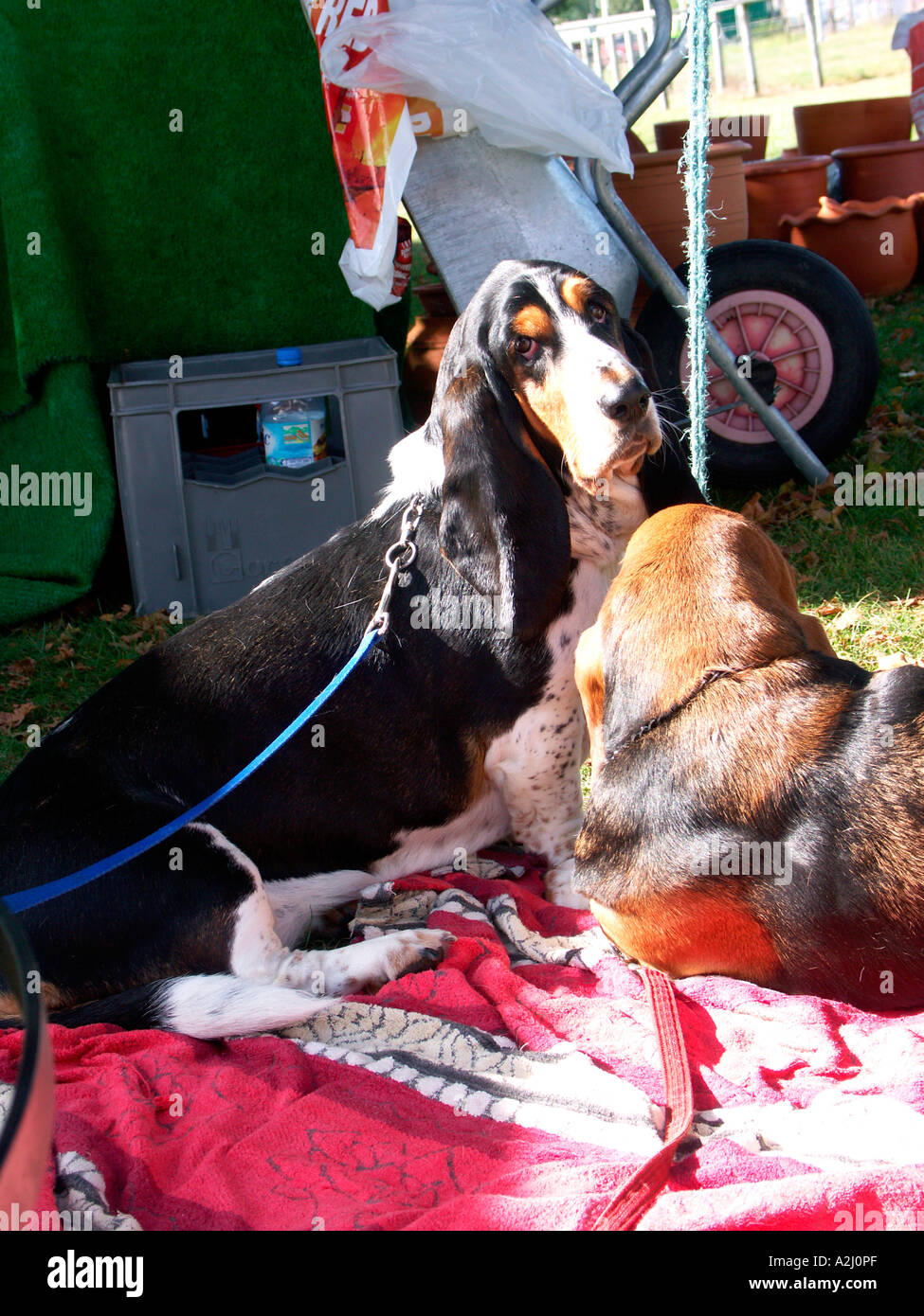 The charming brute hi-res stock photography and images - Alamy