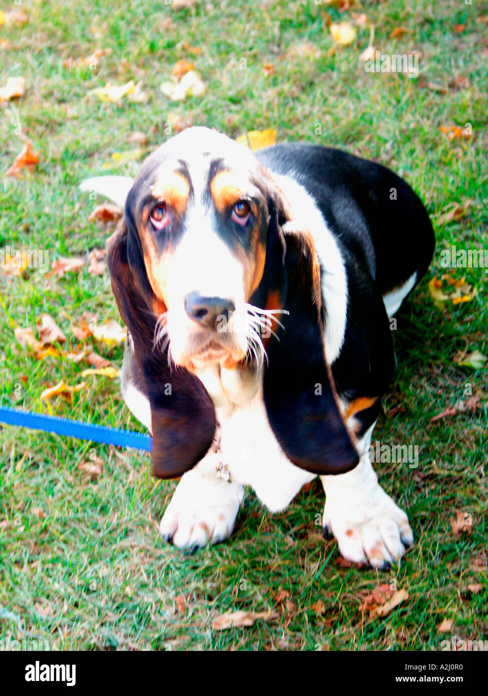 beautiful lady basset hound hanging out at the malvern autumn flower ...