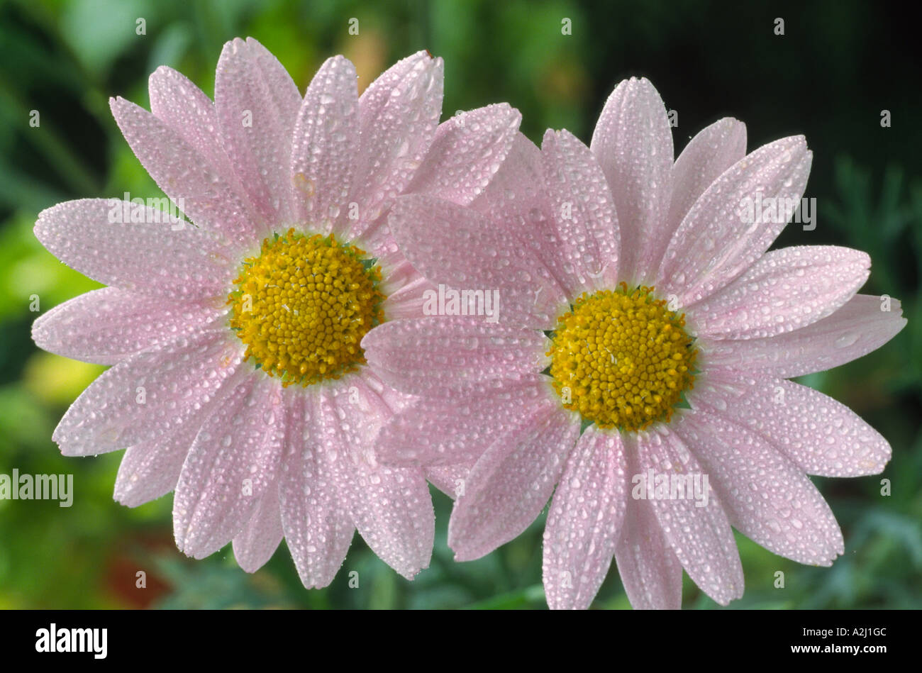 Argyranthemum argyranthemums hi-res stock photography and images - Alamy