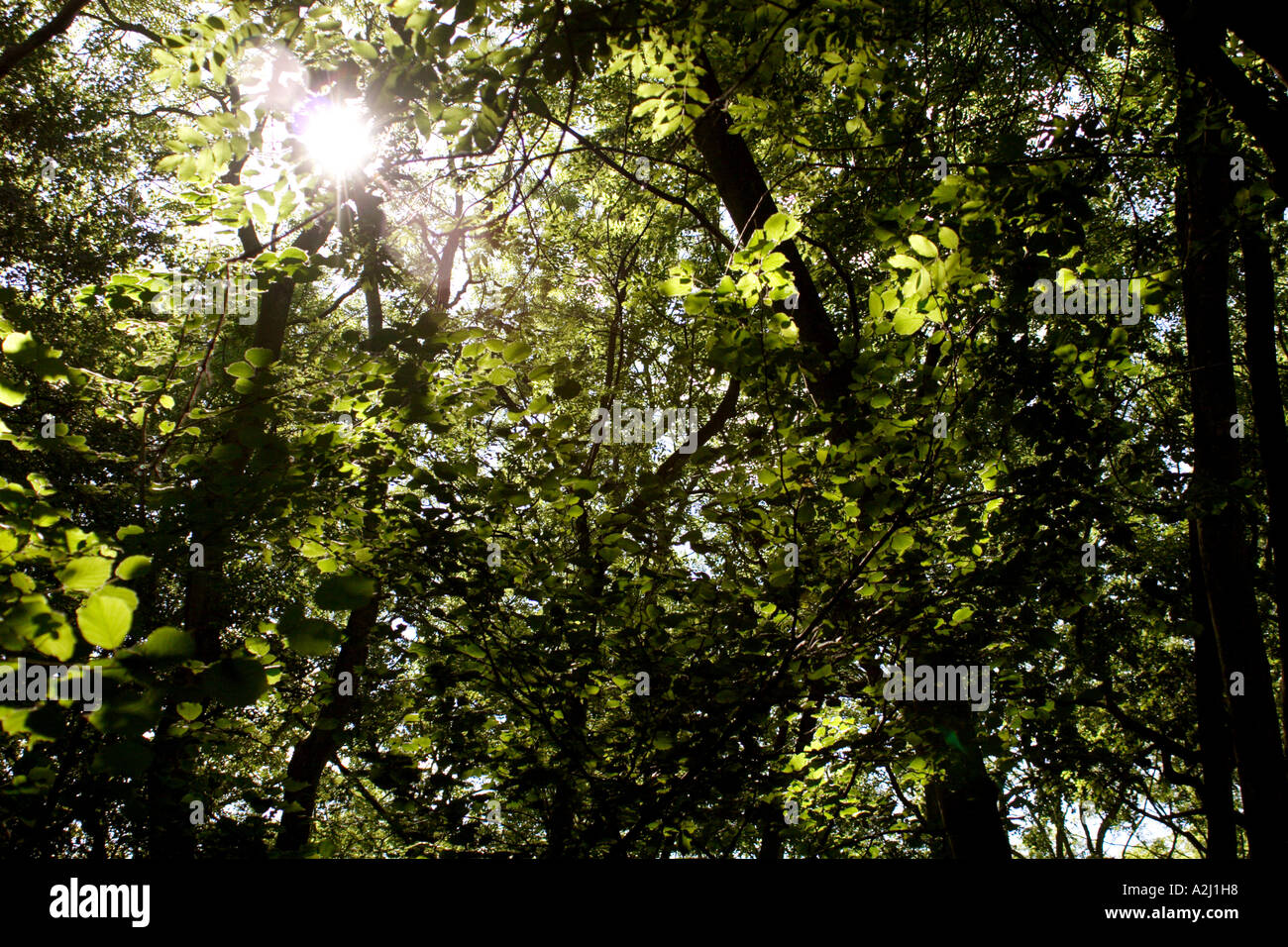Sunlight filtering through branches of trees, UK Stock Photo - Alamy