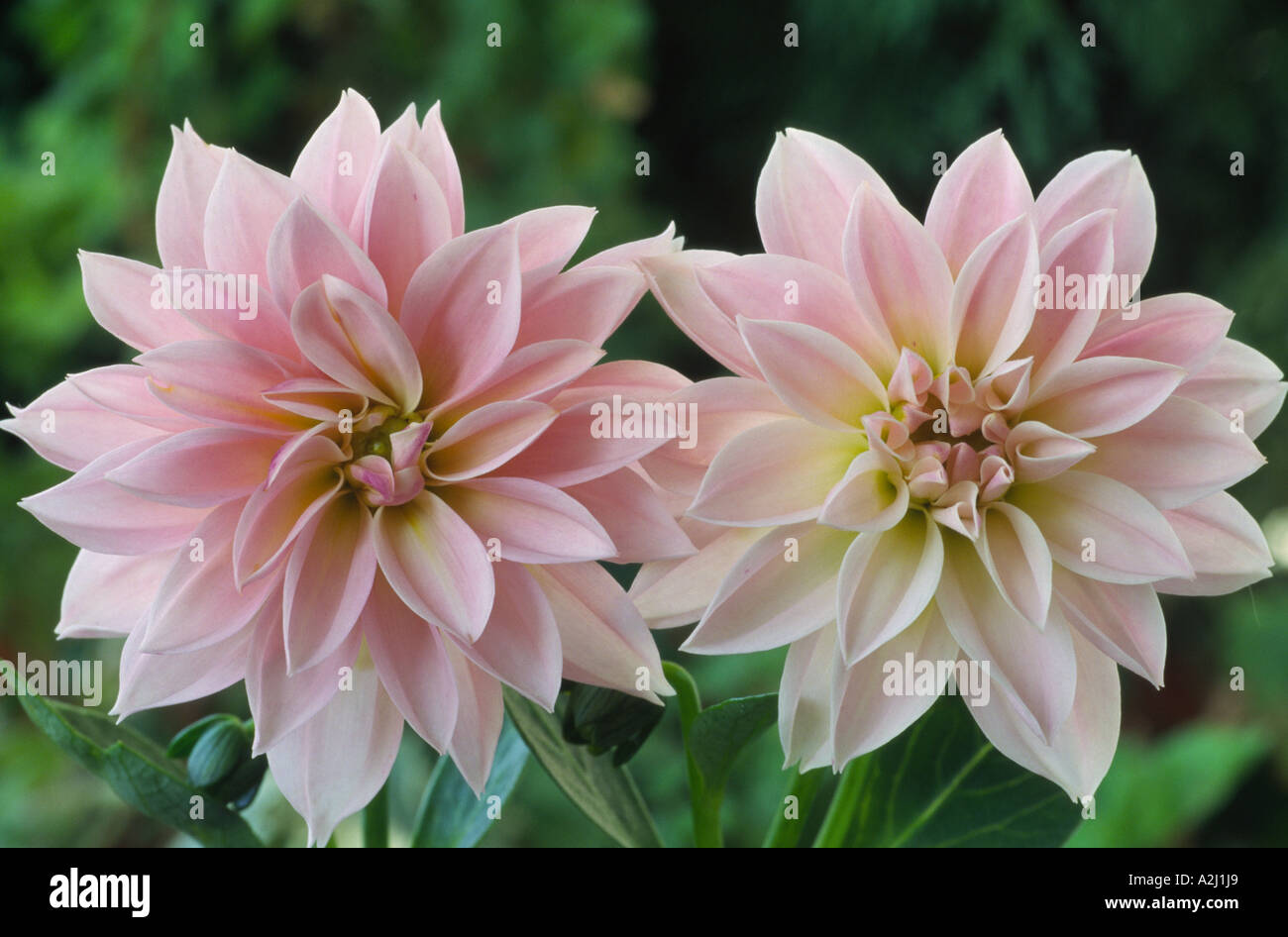 Dahlia 'Lisa' Dahlinova Stock Photo - Alamy