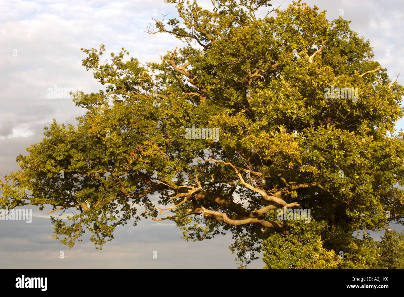 Oak tree, UK Stock Photo - Alamy