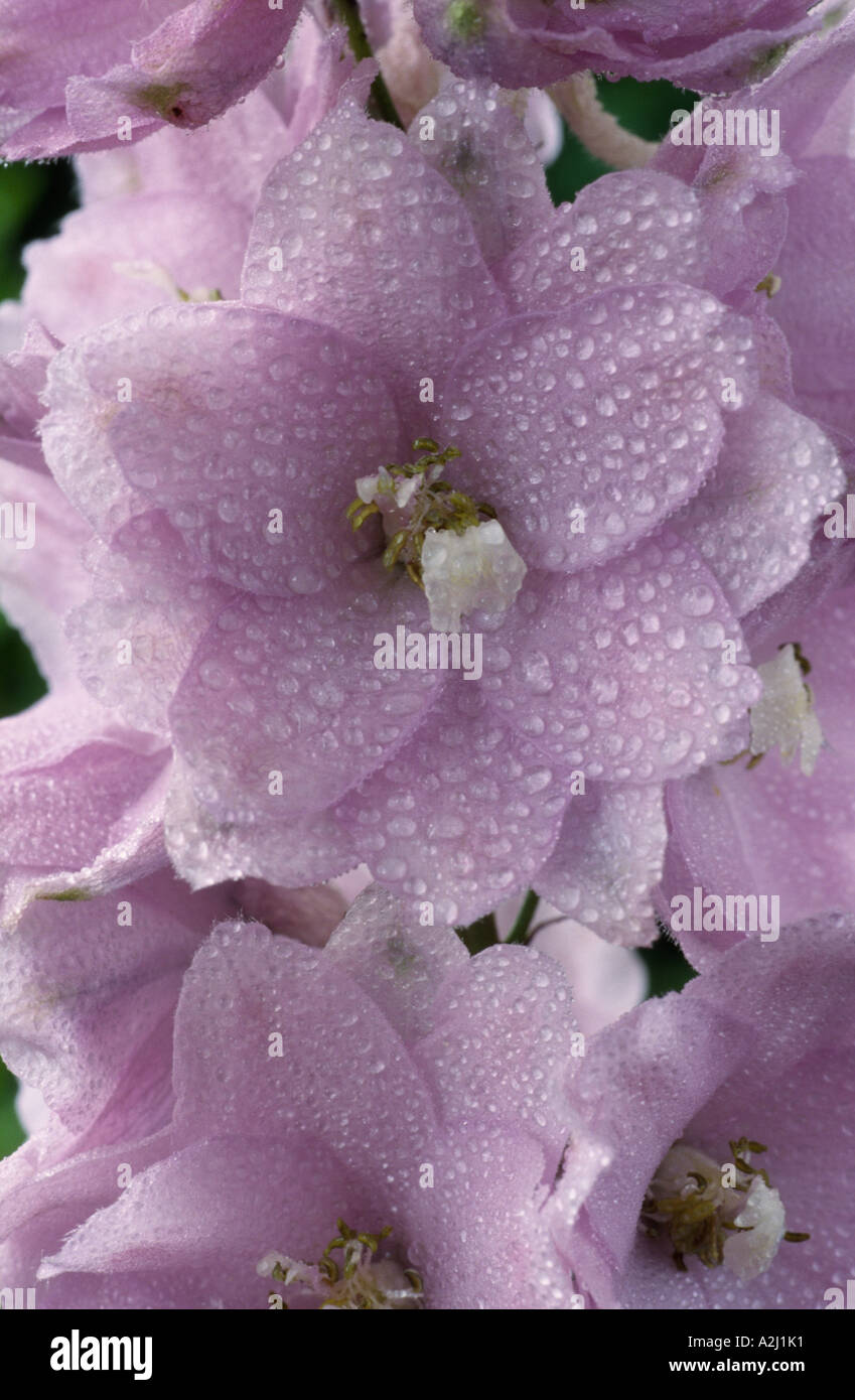 Delphinium magic fountains cherry hi-res stock photography and images - Alamy