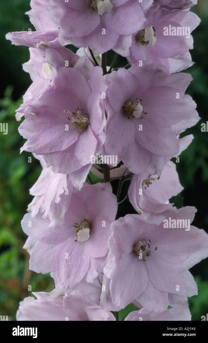 Delphinium magic fountains cherry hi-res stock photography and images - Alamy