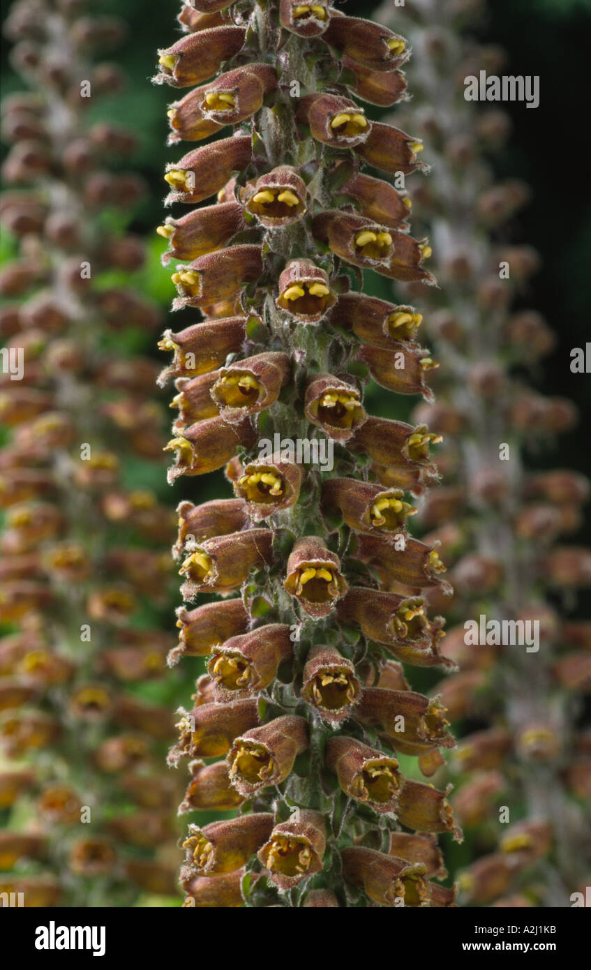 Digitalis parviflora. Foxglove Stock Photo - Alamy