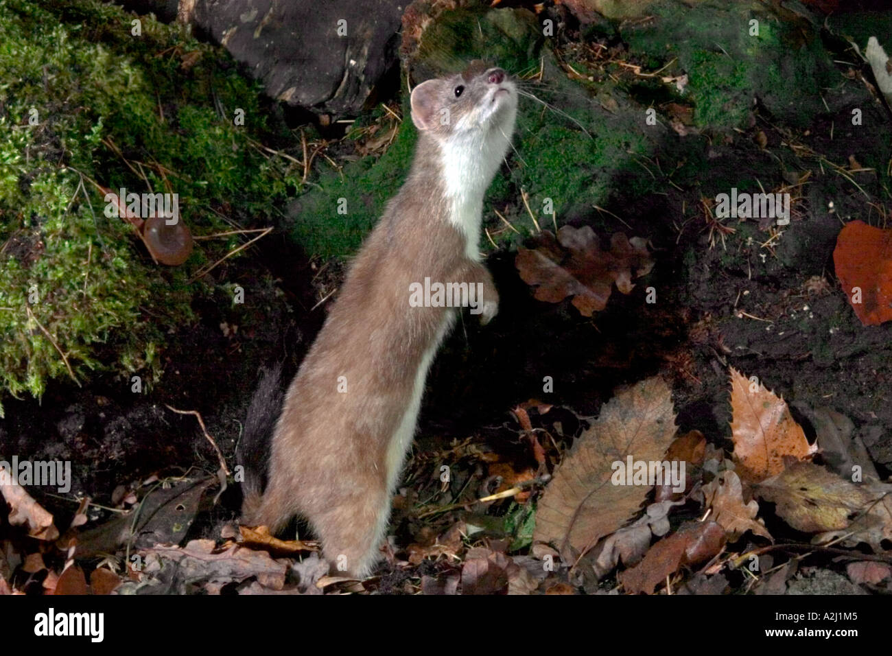 Male Stoat on hind legs Surrey England Stock Photo - Alamy