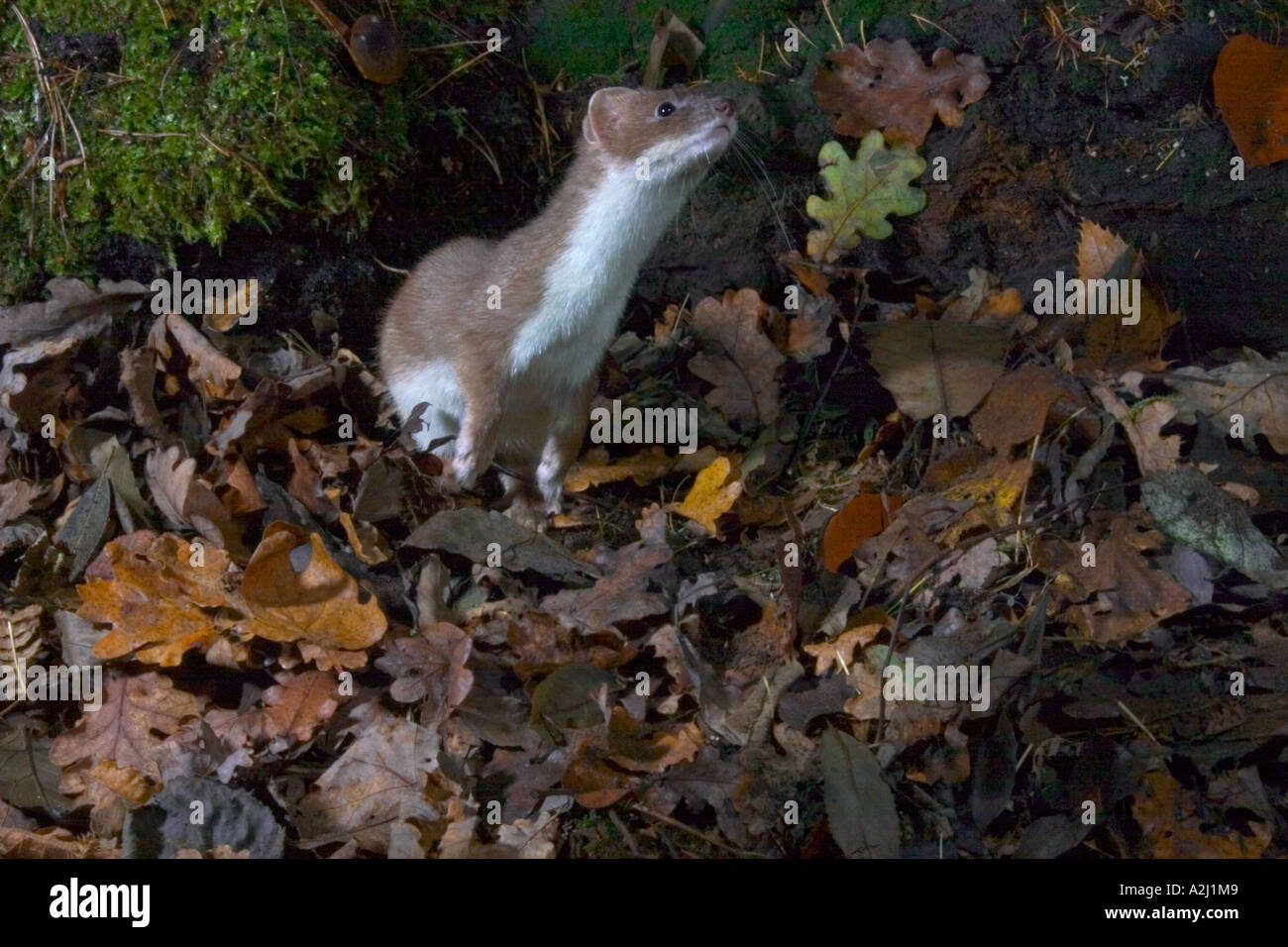 Male. Stoat sniffing air on leaving hole Surrey England Stock Photo - Alamy