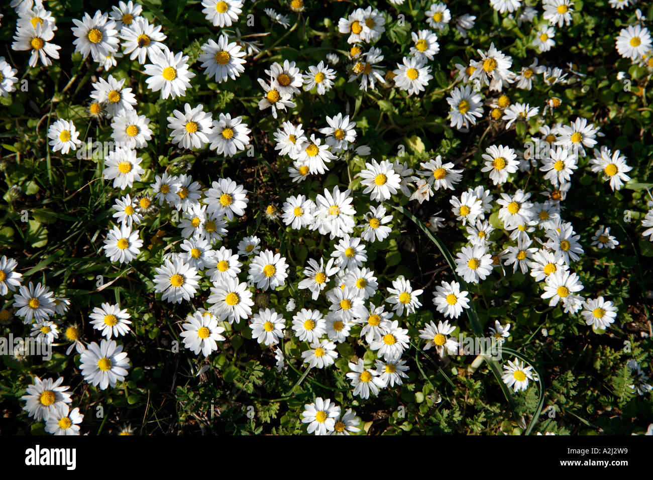 Clump of Common Daisies , Bellis Perennis Stock Photo - Alamy