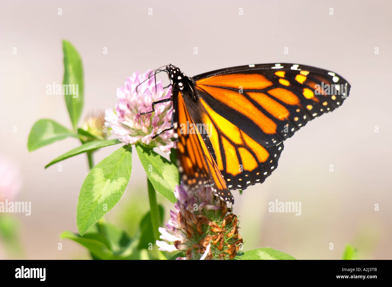 Monarch Butterfly on a flower colour Quebec Canada Stock Photo - Alamy