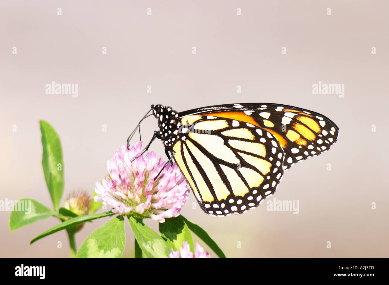 Monarch Butterfly on a flower colour Quebec Canada Stock Photo - Alamy