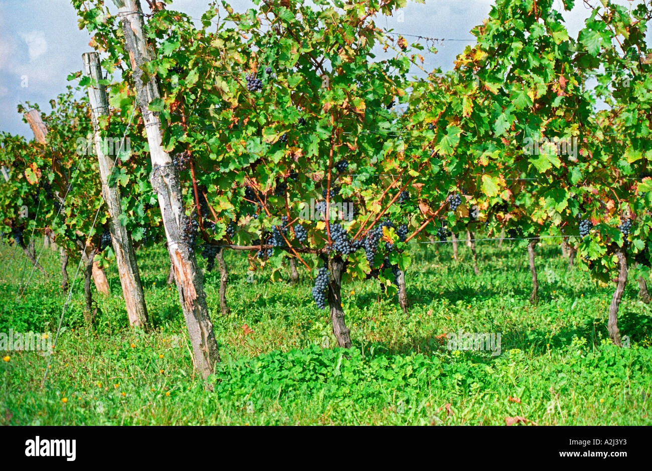 Double guyot pruned vines in hi-res stock photography and images - Alamy