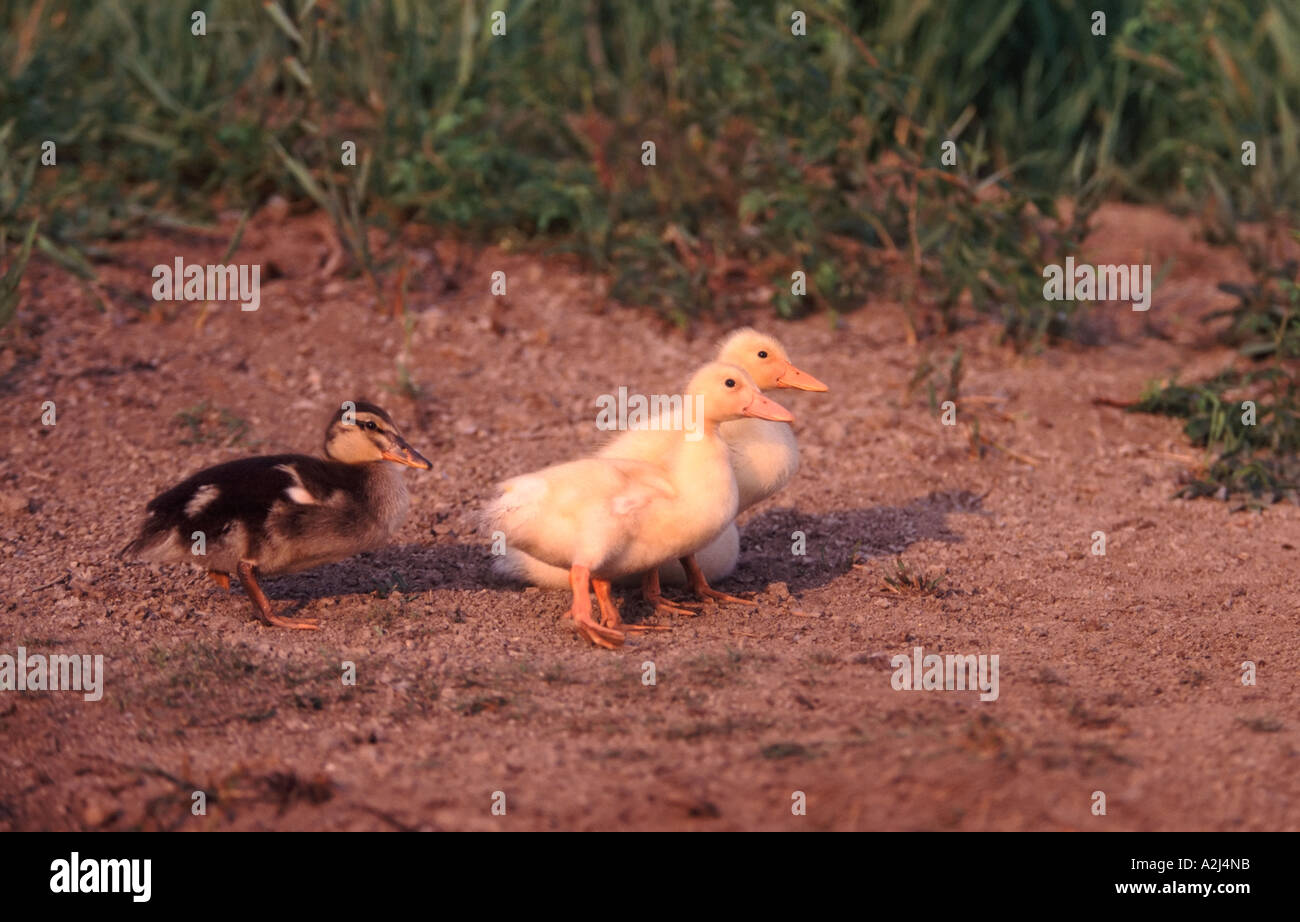 Three ducklings hi-res stock photography and images - Alamy