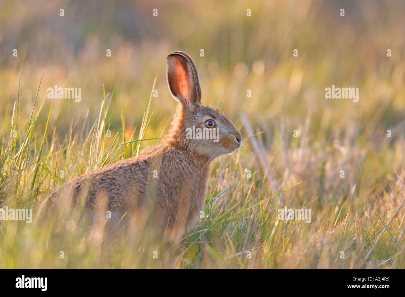 Brown Hare Lepus capensis UK Stock Photo - Alamy