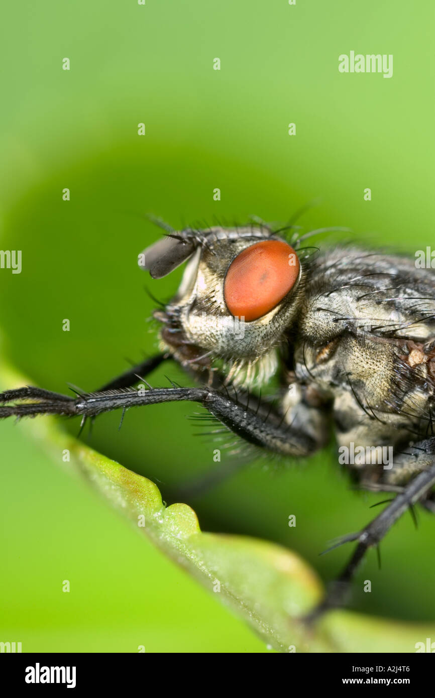 Fly with Red Eye Resting on Leaf Stock Photo - Alamy