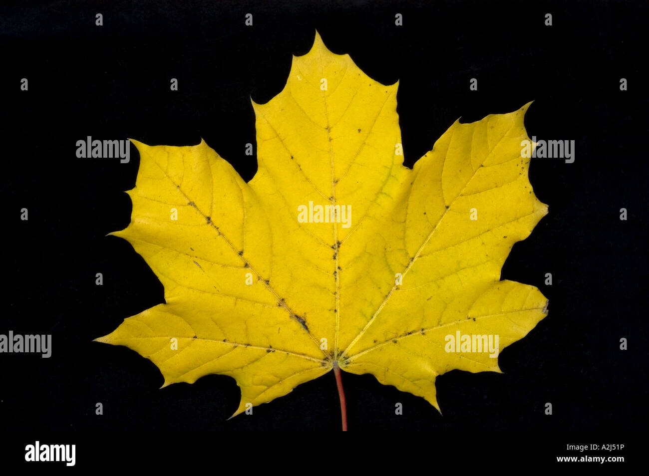 maple leaf changing to its autumn colors Stock Photo - Alamy