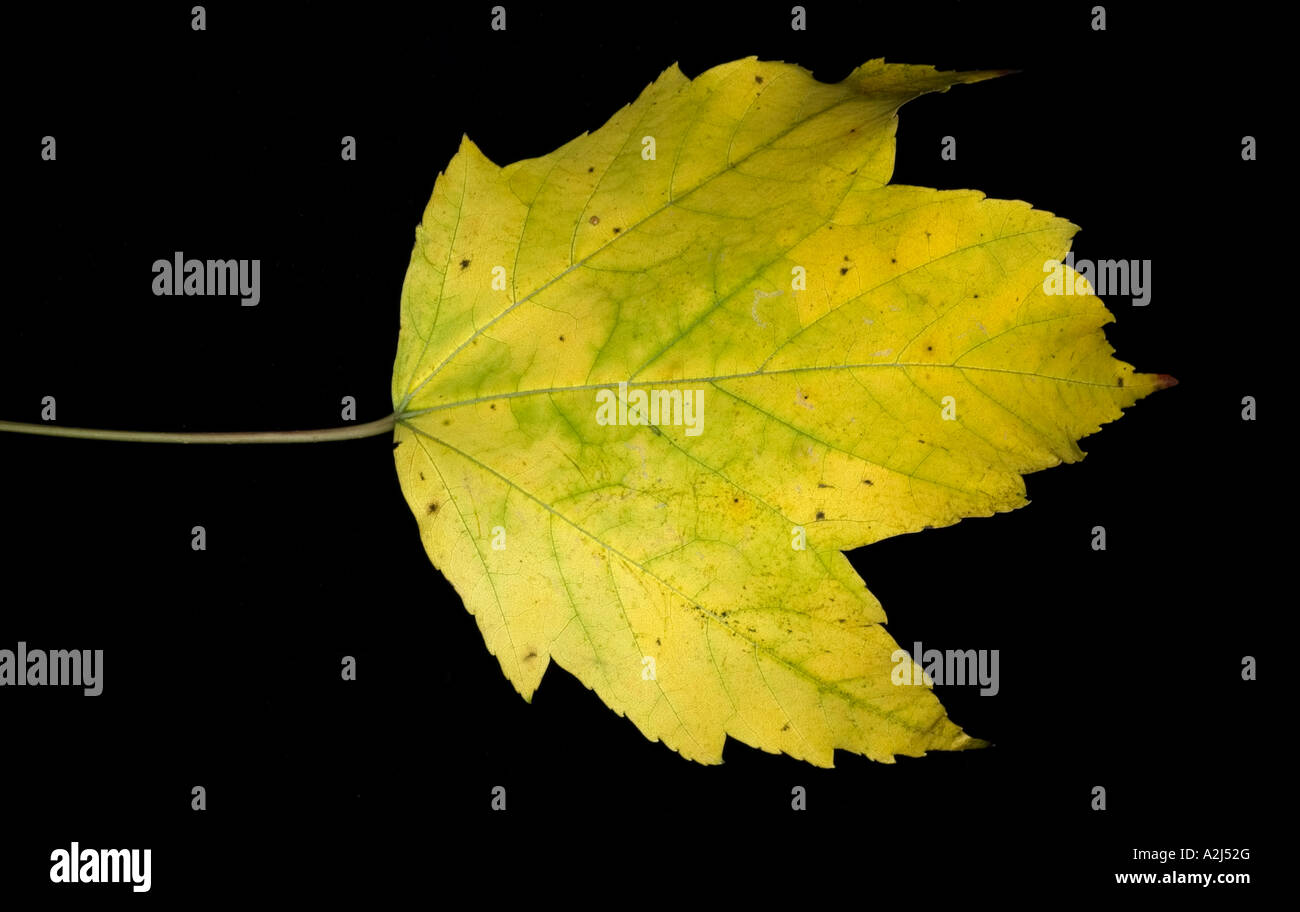 maple leaf changing to its autumn colors Stock Photo - Alamy