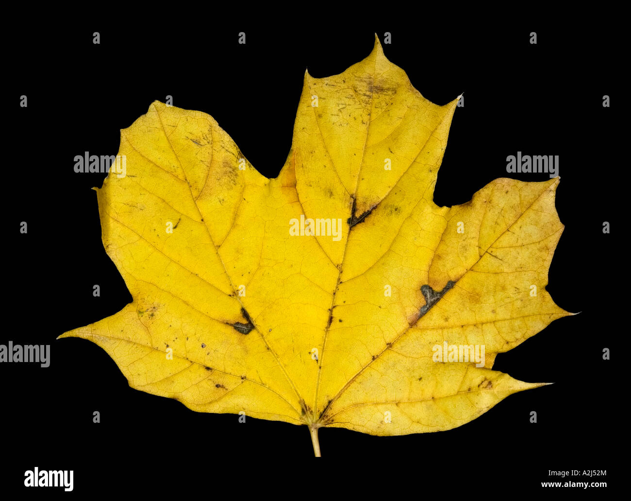 maple leaf changing to its autumn colors Stock Photo - Alamy