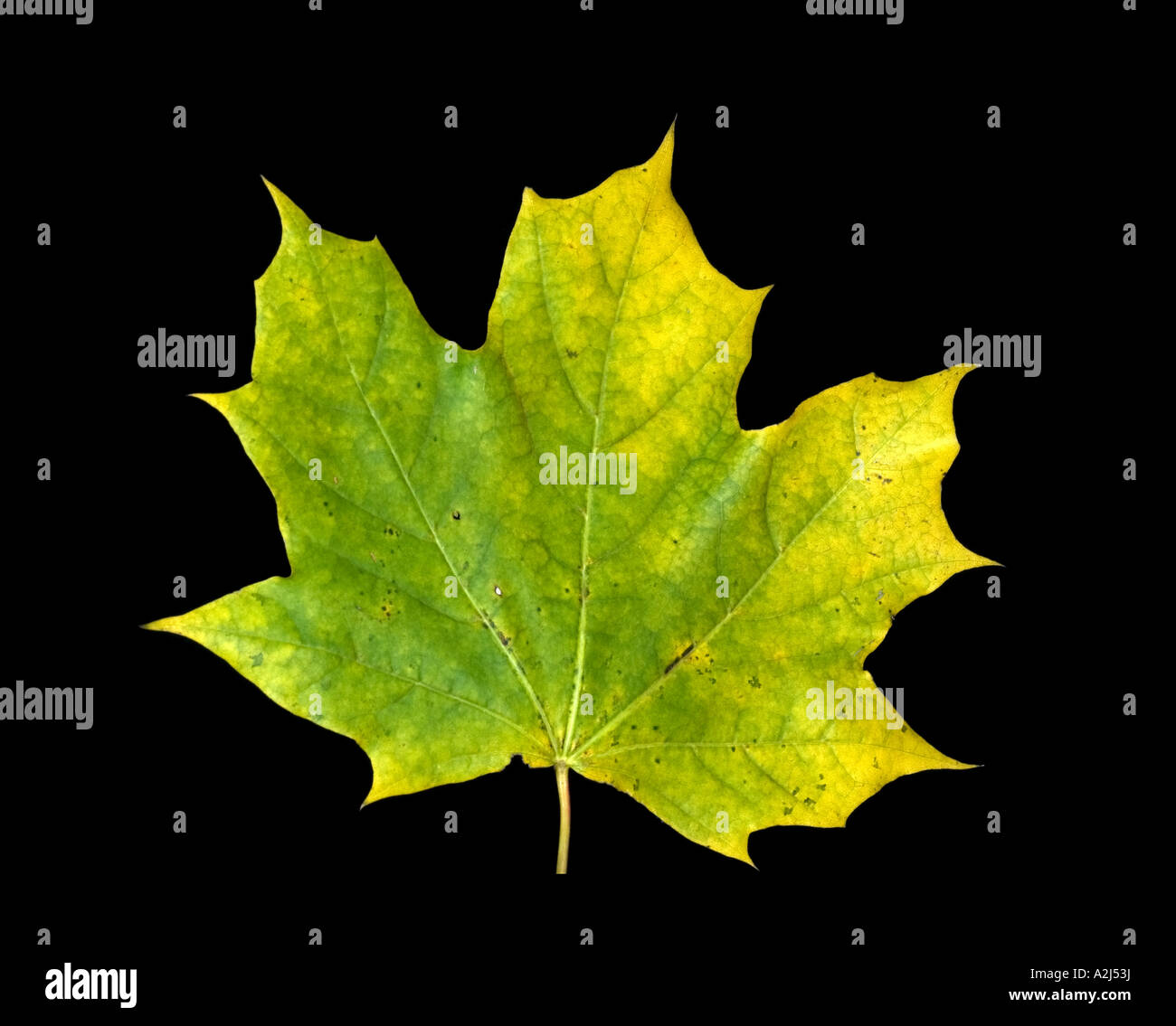 maple leaf changing to its autumn colors Stock Photo - Alamy