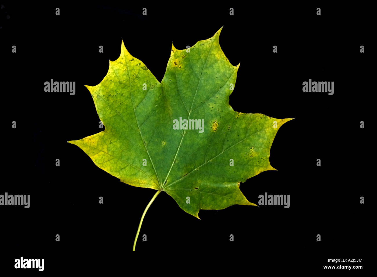 maple leaf changing to its autumn colors Stock Photo - Alamy