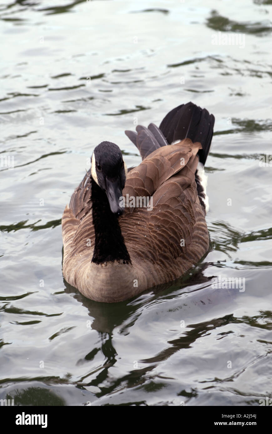 Canada goose swimming on a pond Stock Photo - Alamy