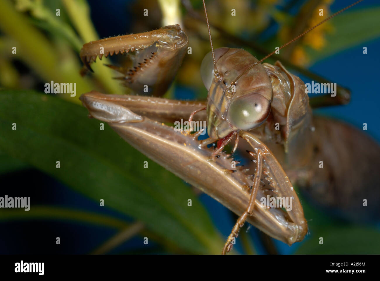 Chinese mantid Tenodera aridifolia grooming and cleaning Stock Photo ...