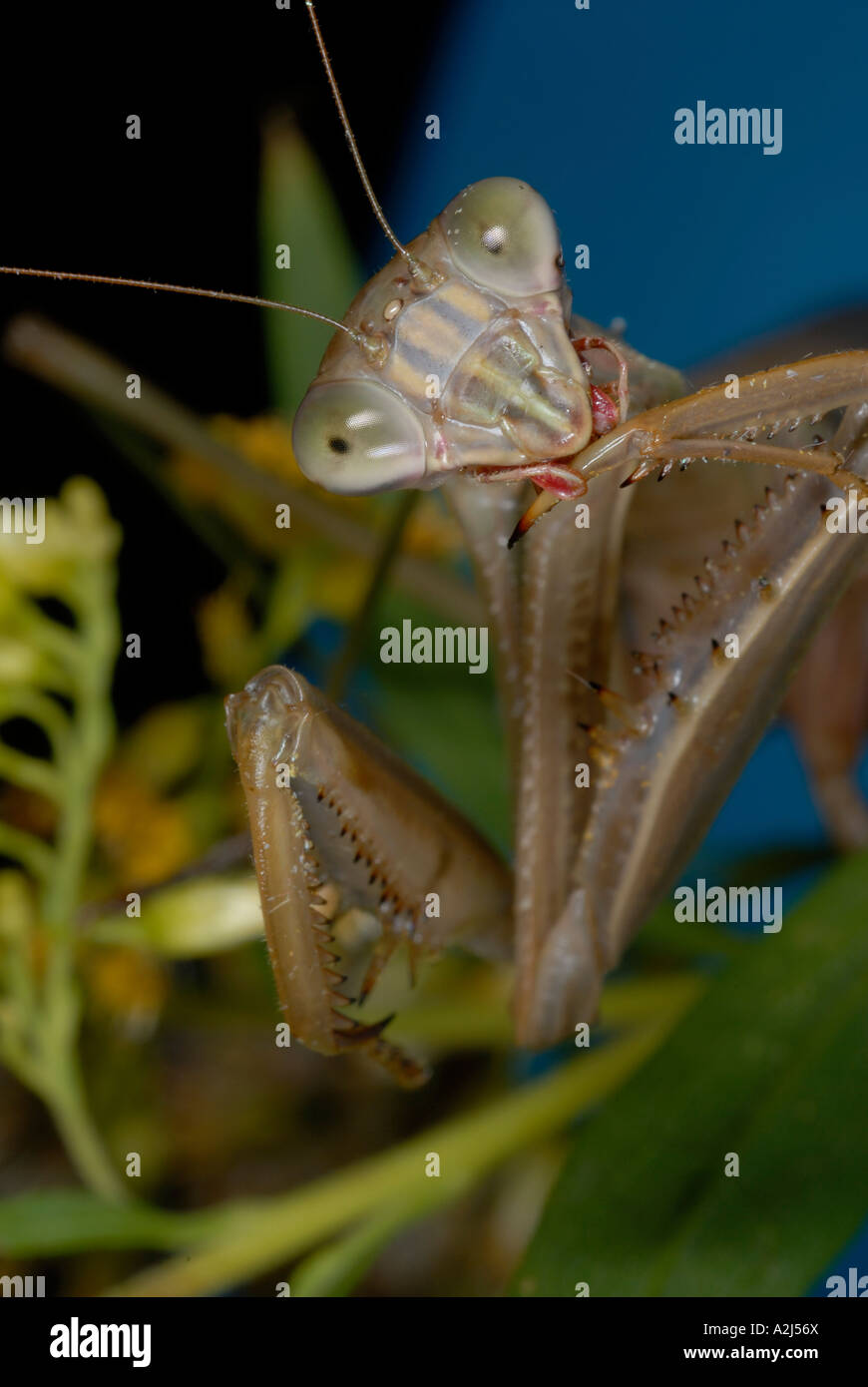 Chinese mantid tenodera aridifolia eating hi-res stock photography and ...